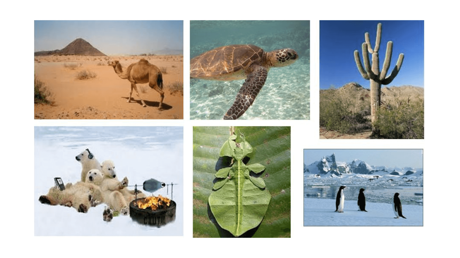 8. Sınıf Adaptasyon Konu Anlatımı - Fen Hocam