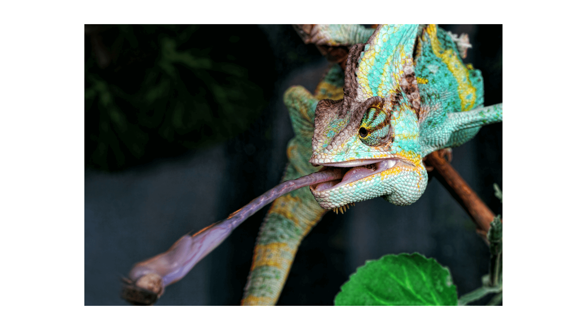 8. Sınıf Adaptasyon Konu Anlatımı - Fen Hocam