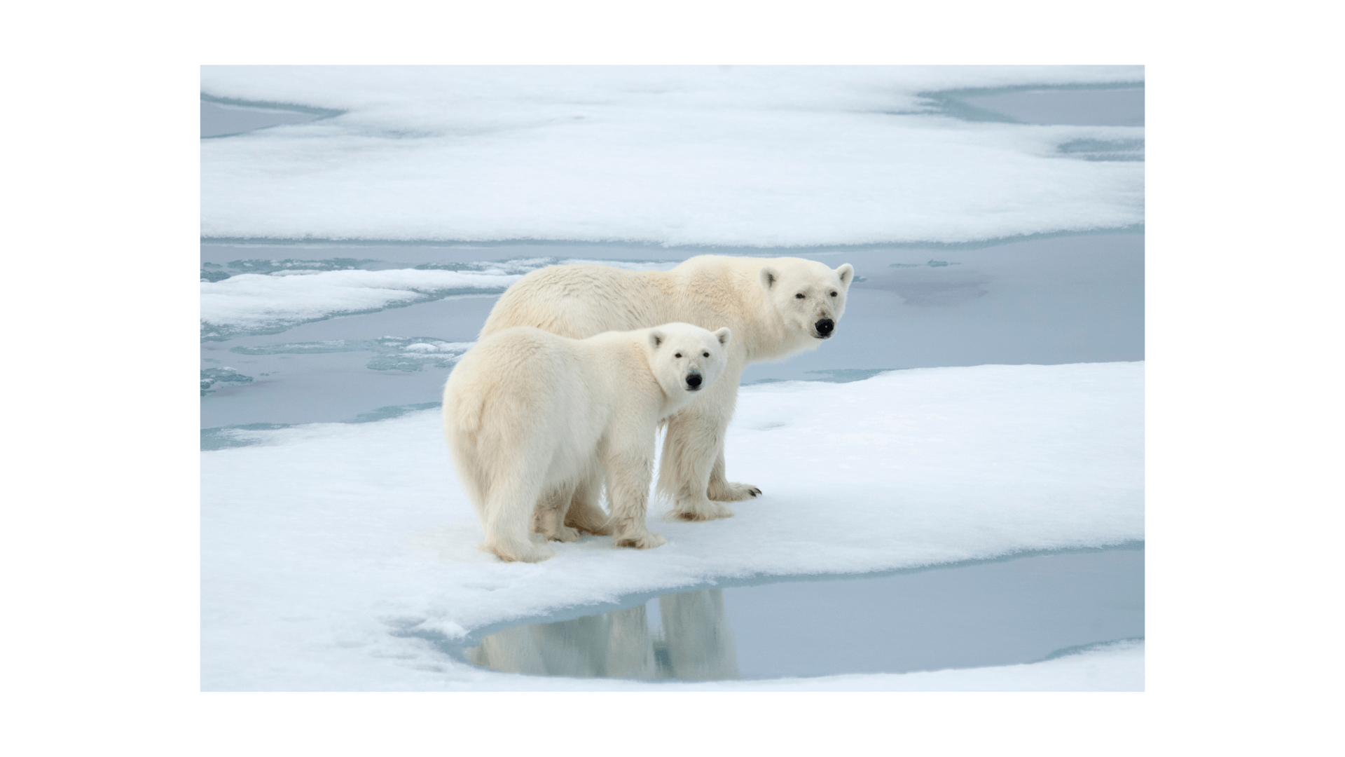 8. Sınıf Adaptasyon Konu Anlatımı - Fen Hocam