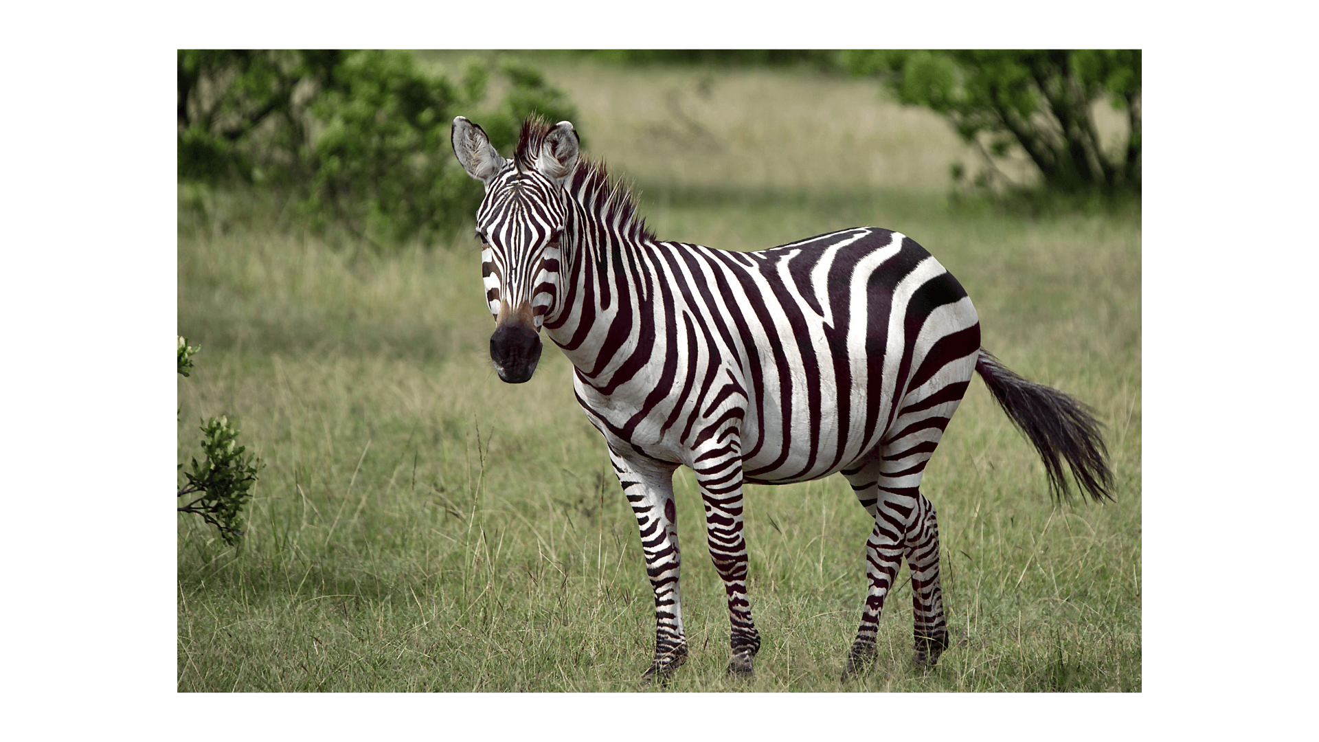 8. Sınıf Adaptasyon Konu Anlatımı - Fen Hocam